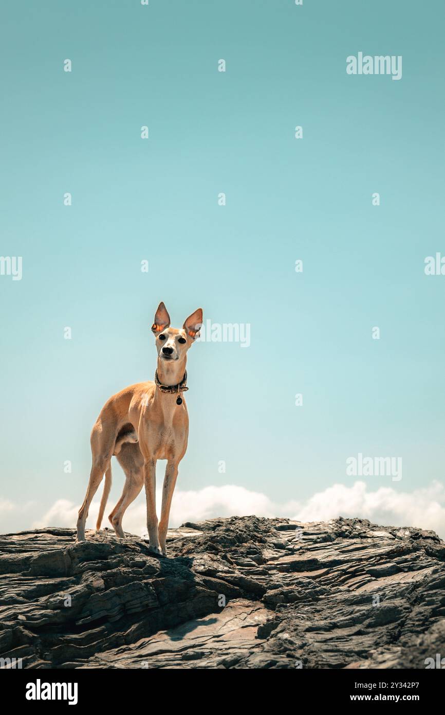 Strong and elegant dog hi-res stock photography and images - Alamy