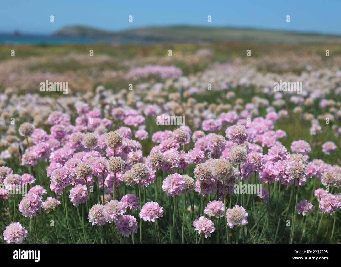 Vibrant pink Thrift (Sea-pink, Cliff Clover) flowers blooming with ...