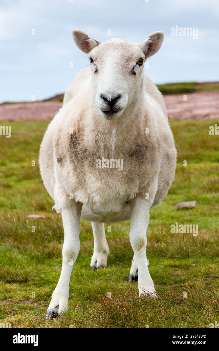 Curious sheep at the summit of Pen-y-Fan, the tallest peak in the ...