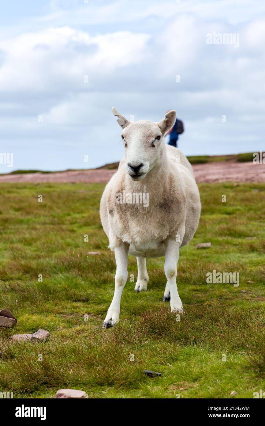 Curious sheep begging for food on the summit of Pen-y-Fan in the Brecon ...