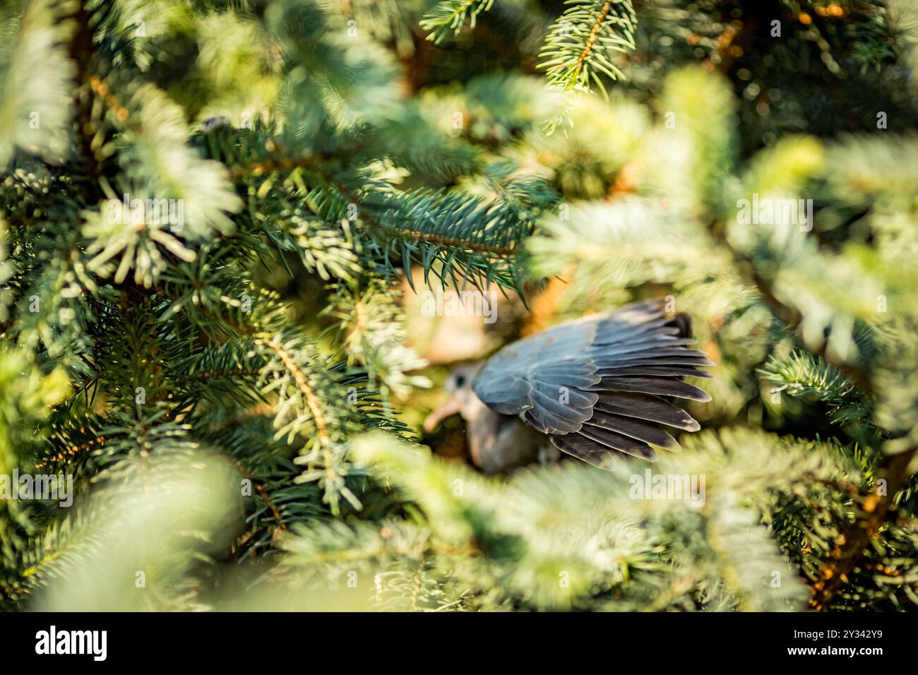 Pigeon hiding in a pine tree, beautiful wing, selective focus, fauna ...