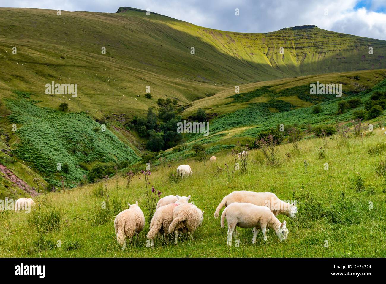 Flock of sheep grazing below Pen-y-Fan and Corn Du in the Brecon ...