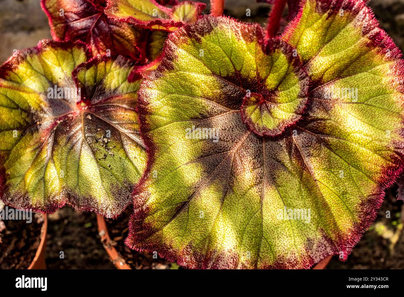 Fibonacci pattern in nature, green and red flower leaf close-up ...