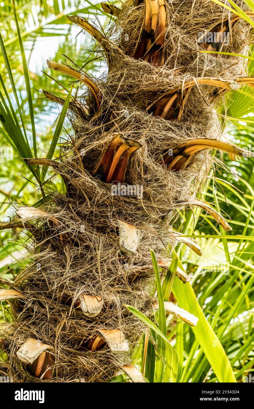 Palm tree trunk, partial warm view Stock Photo - Alamy