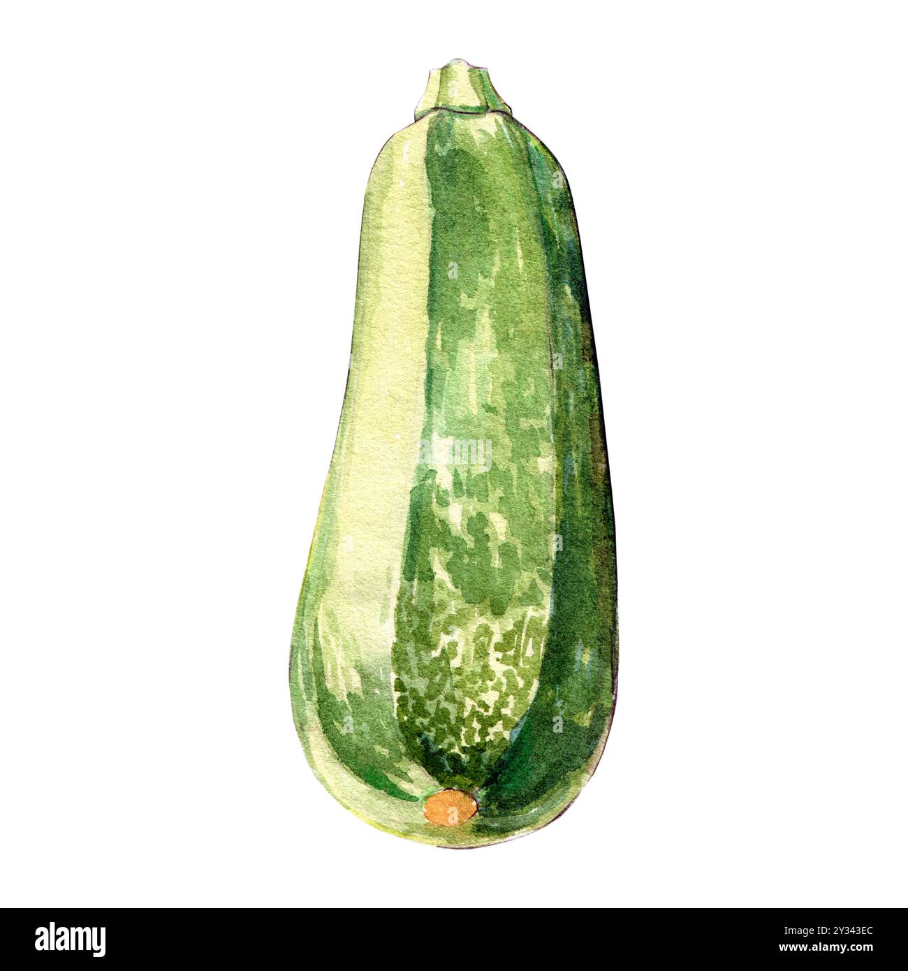 zucchini watercolor illustration on white background Stock Photo - Alamy