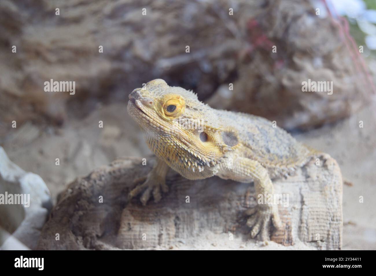 Bearded dragon looking up hi-res stock photography and images - Alamy