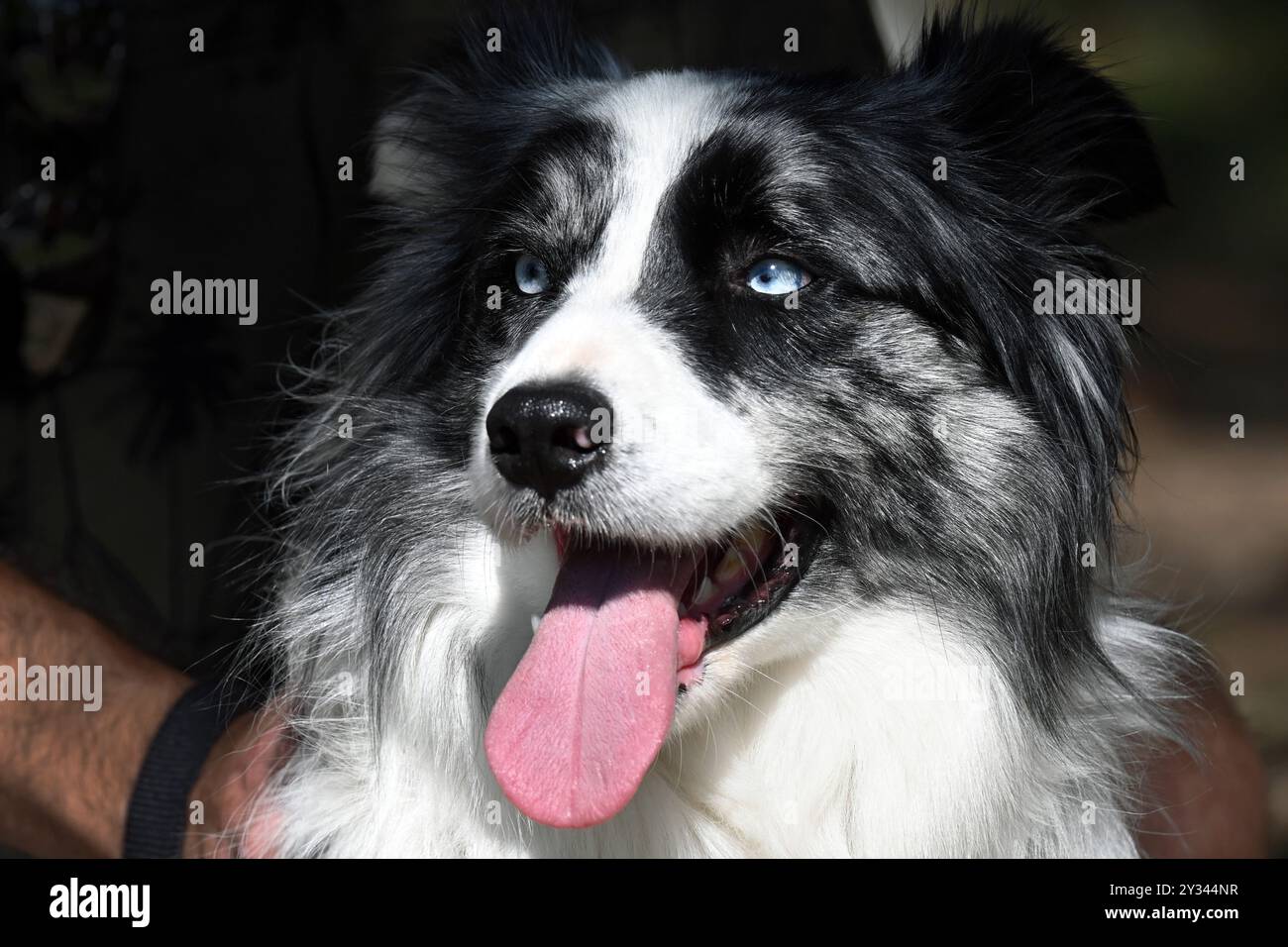 Eyes an animal hi-res stock photography and images - Alamy