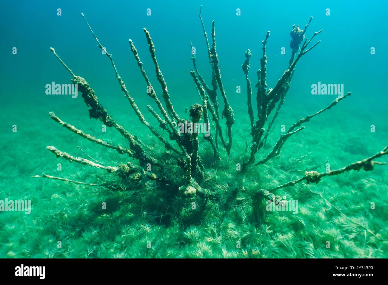 Underwater photo of a dead tree at the bottom of the Rummu quarry Stock ...