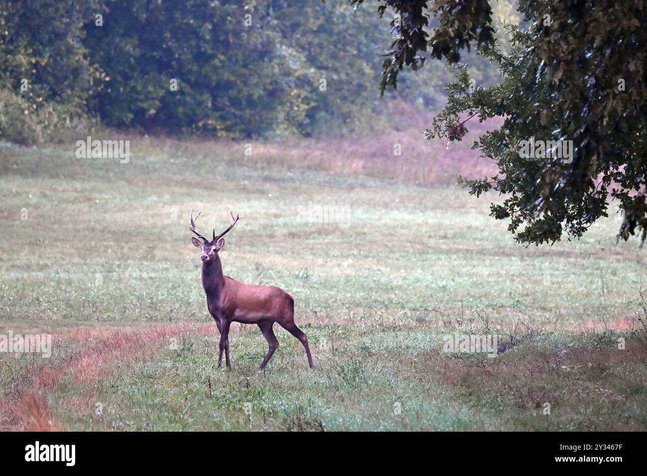 Stag standing in a clearing hi-res stock photography and images - Alamy