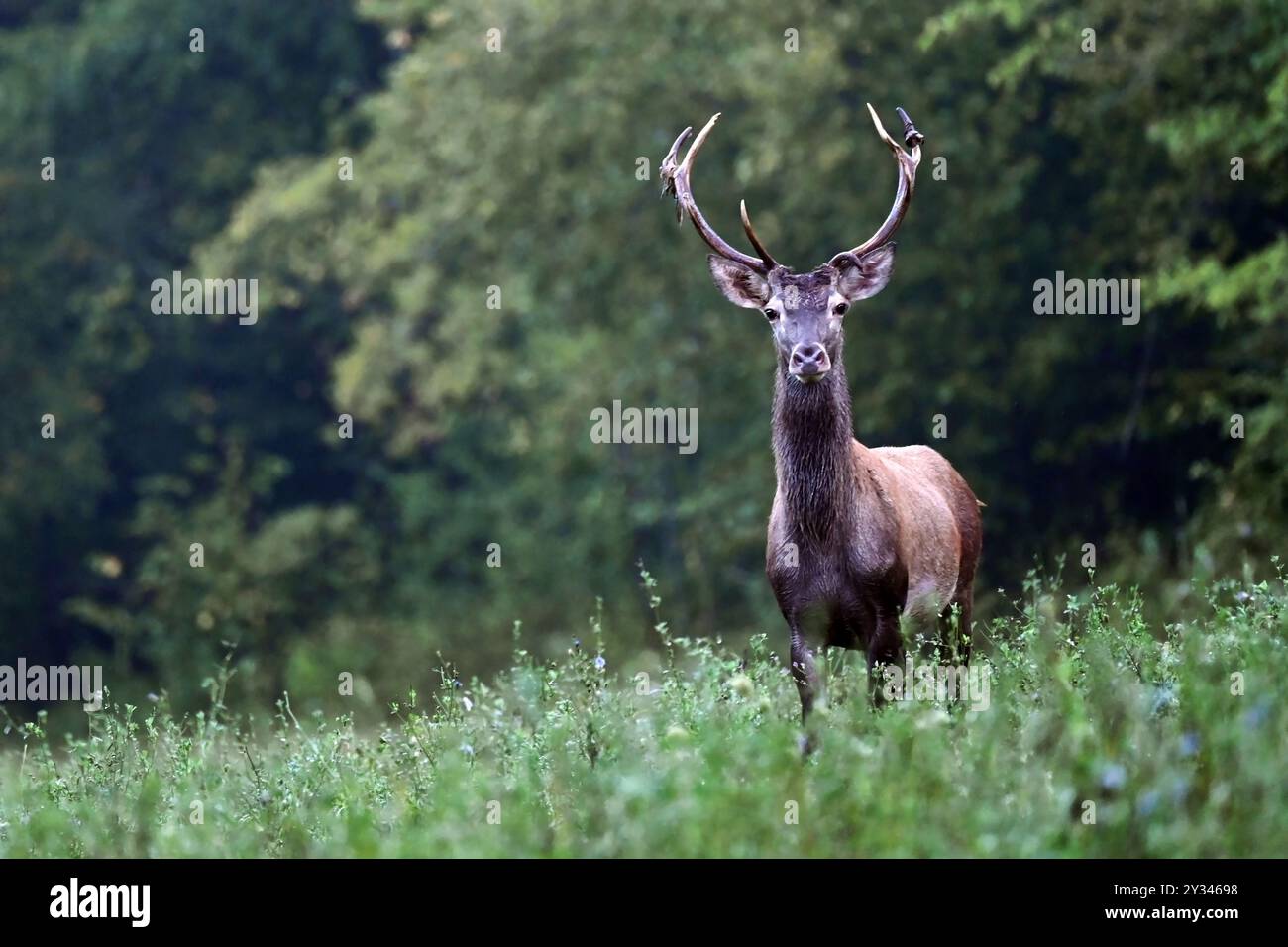 Stag standing at the forest edge hi-res stock photography and images ...