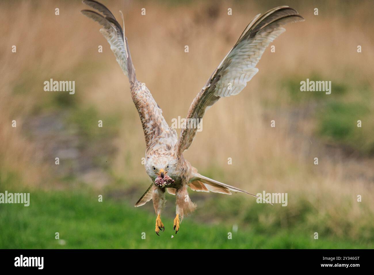 A bird of prey in flight with wings spread wide, carrying its prey in a ...