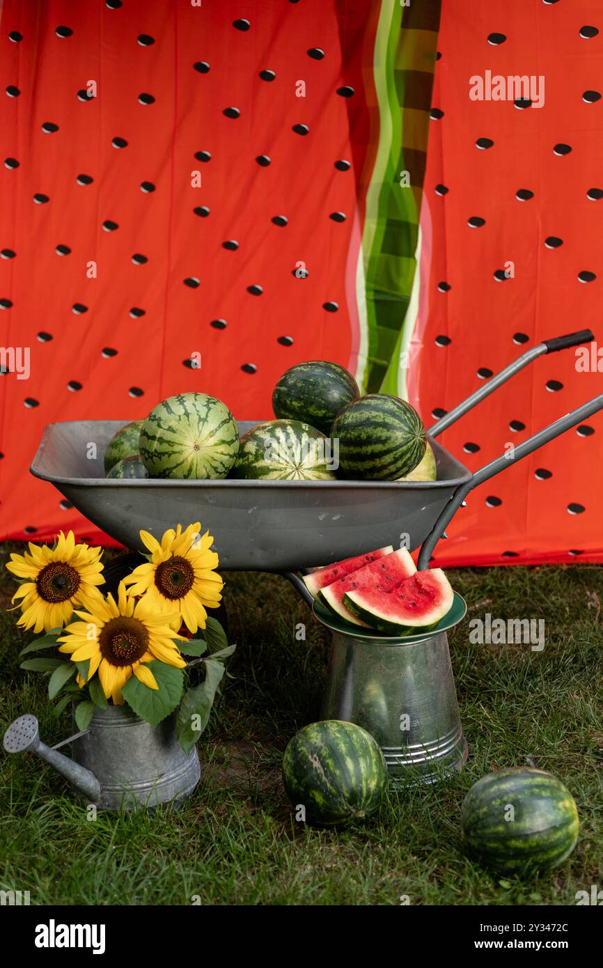 Ripe juicy watermelons lie in a wheelbarrow. Ingathering. Picking ...