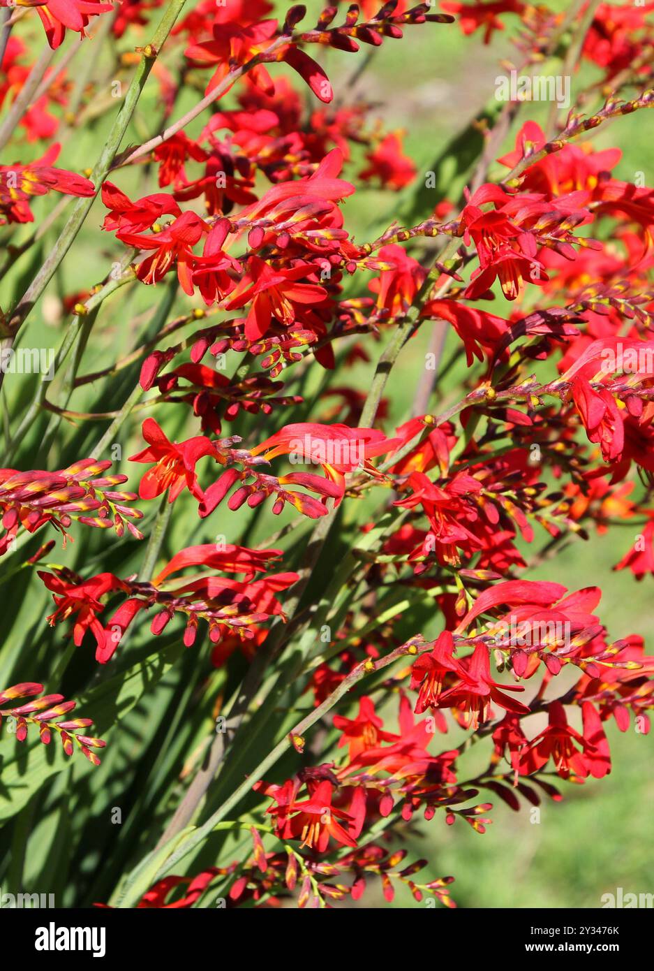 The beautiful red Crocosmia 'Lucifer' Montbretia Stock Photo - Alamy