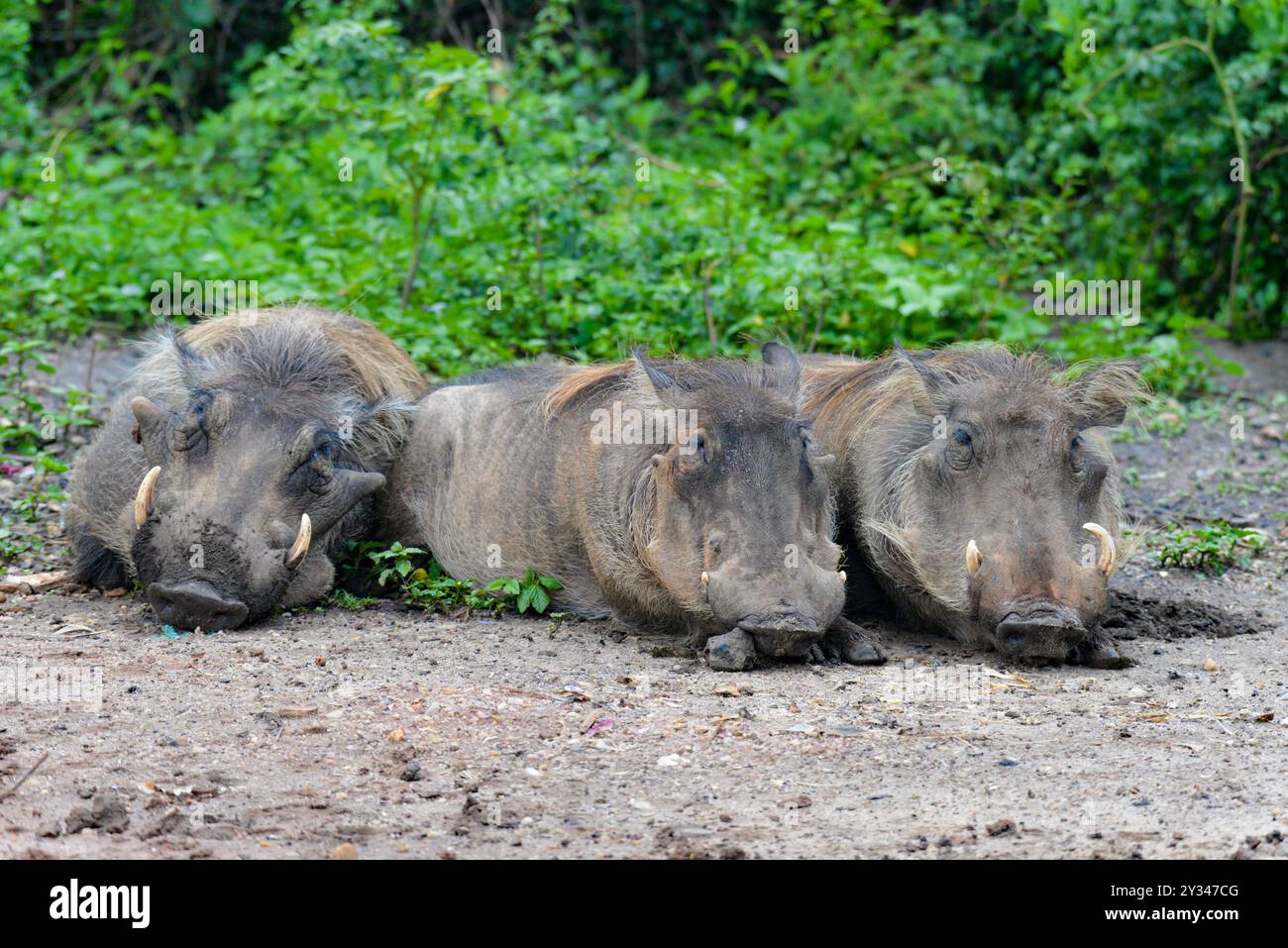 Warthogs - Uganda Stock Photo - Alamy