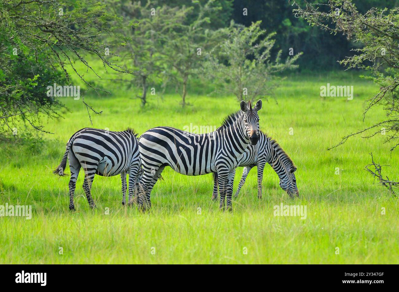 Zebra in lake mburo hi-res stock photography and images - Alamy