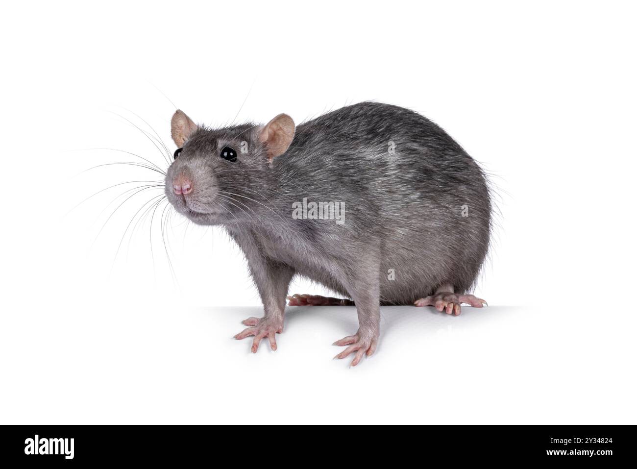 Sweet blue adult female tame rat, standing side ways, looking straight ...