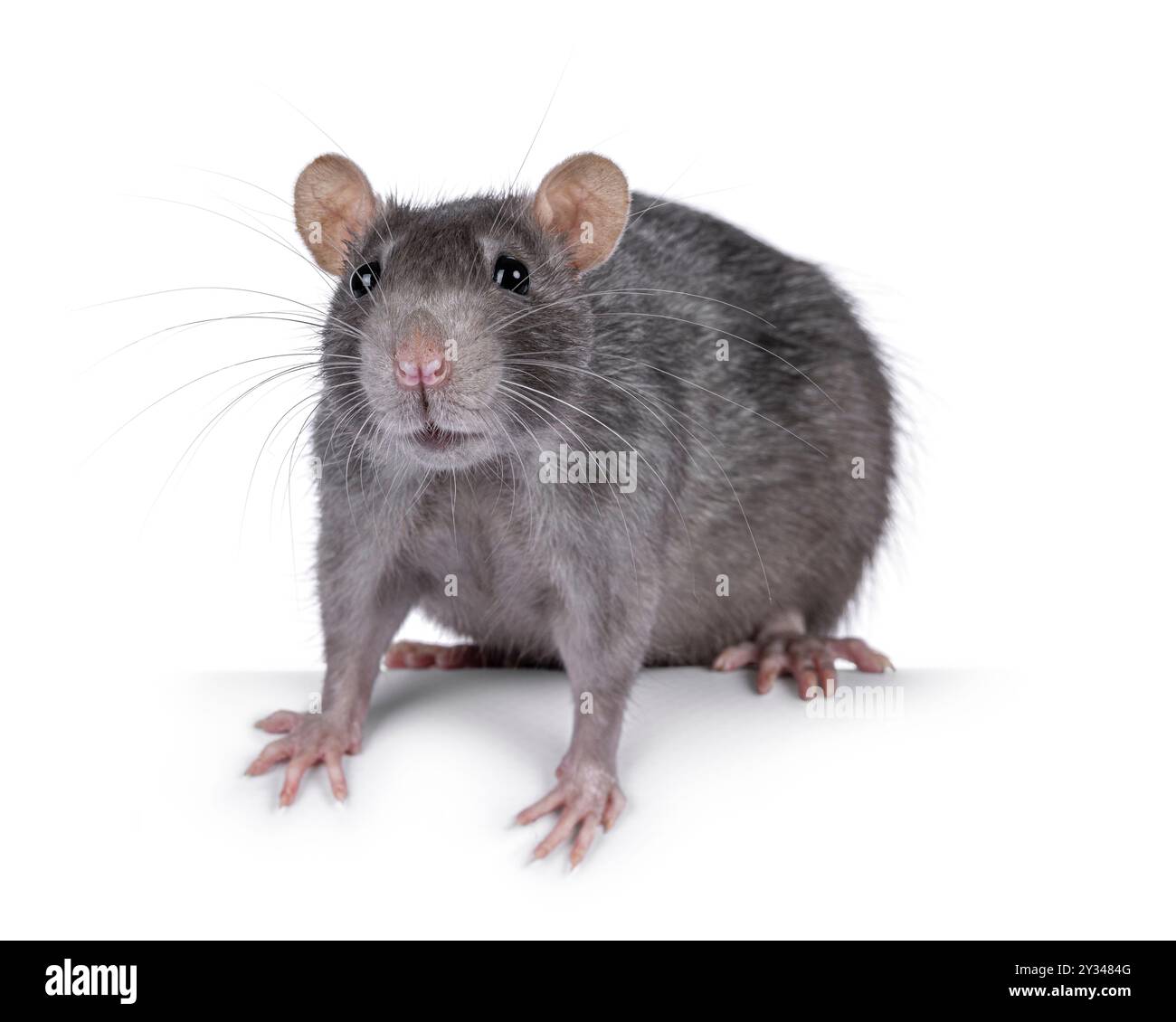Sweet blue adult female tame rat, standing facing front, looking ...