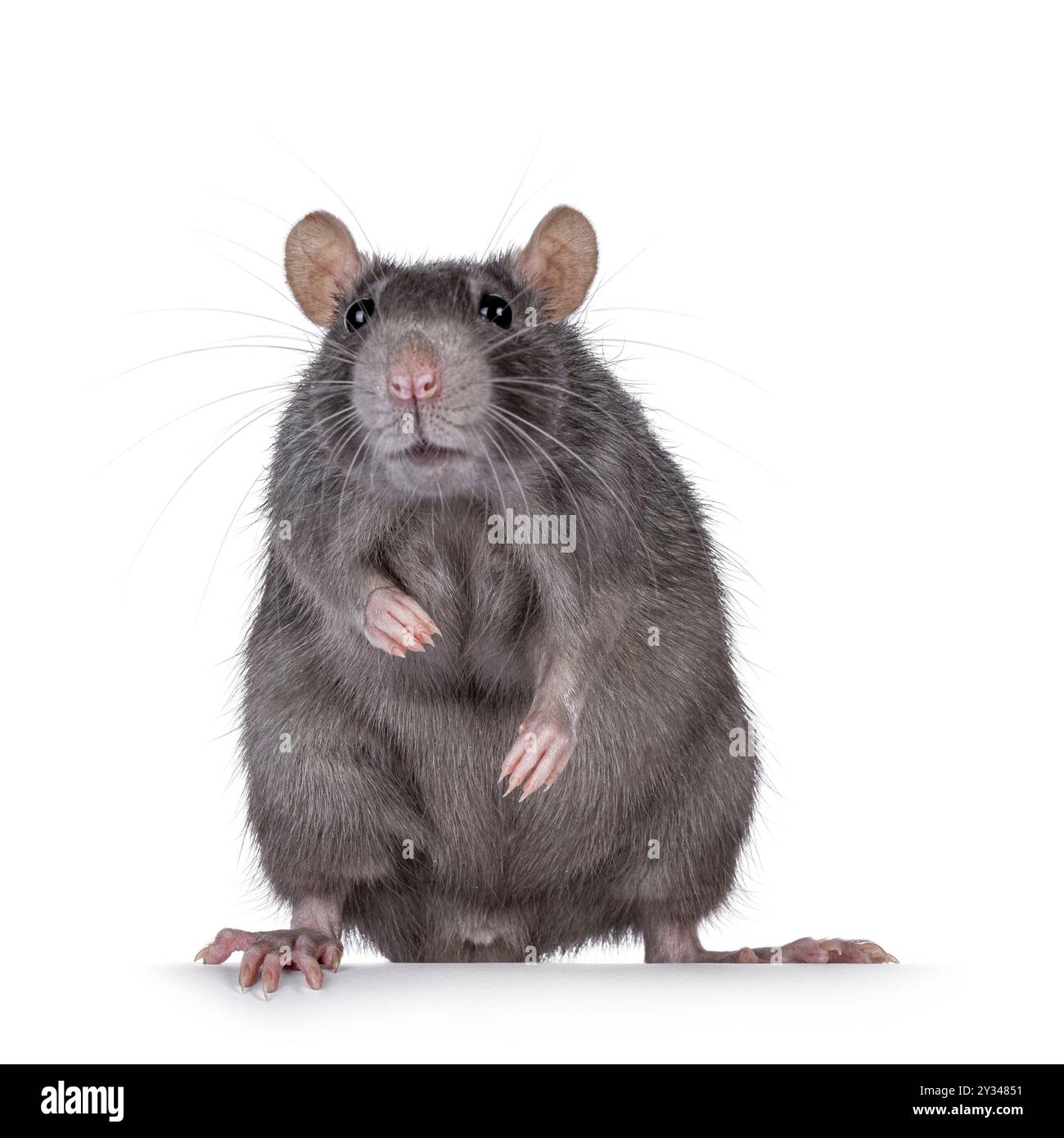 Legs facing Cut Out Stock Images & Pictures - Alamy