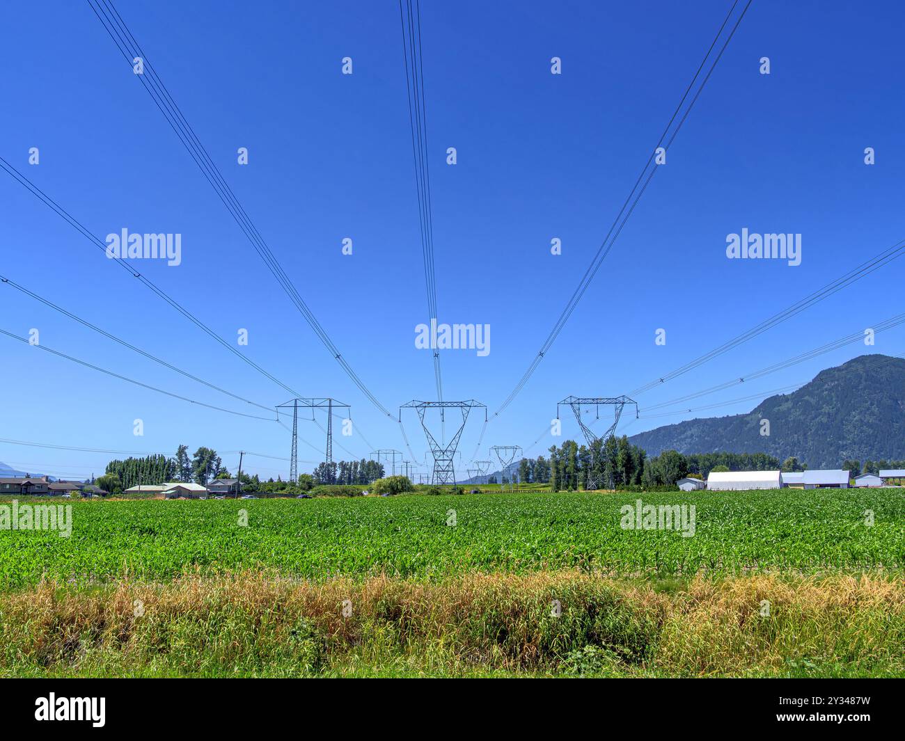 High voltage power lines going over farmer's corn field in Fraser ...