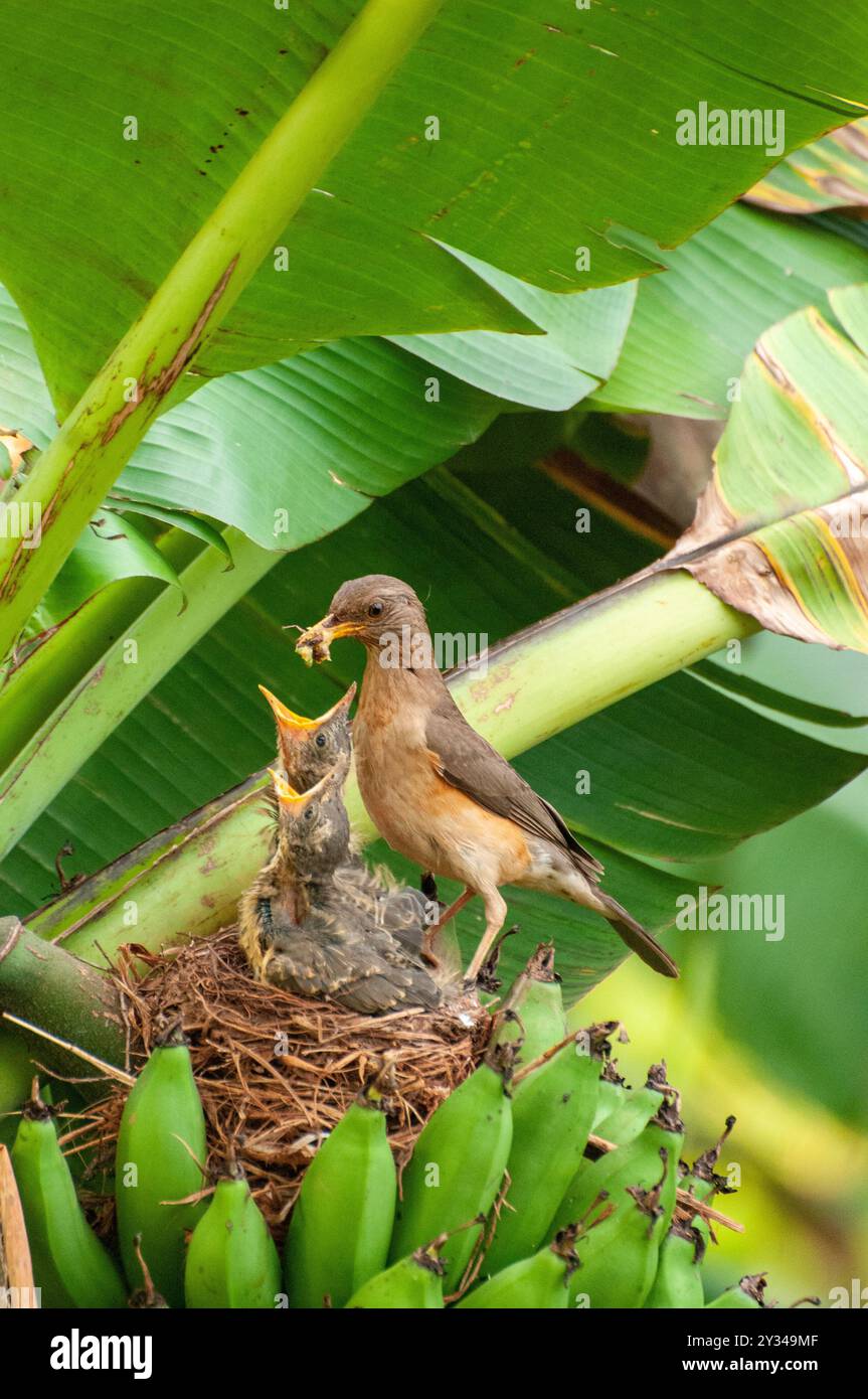AFRICAN THRUSH- Turdus pelios-Uganda Stock Photo - Alamy