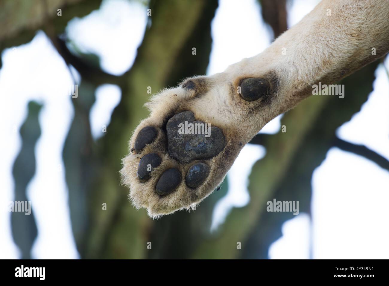 Apaw hi-res stock photography and images - Alamy