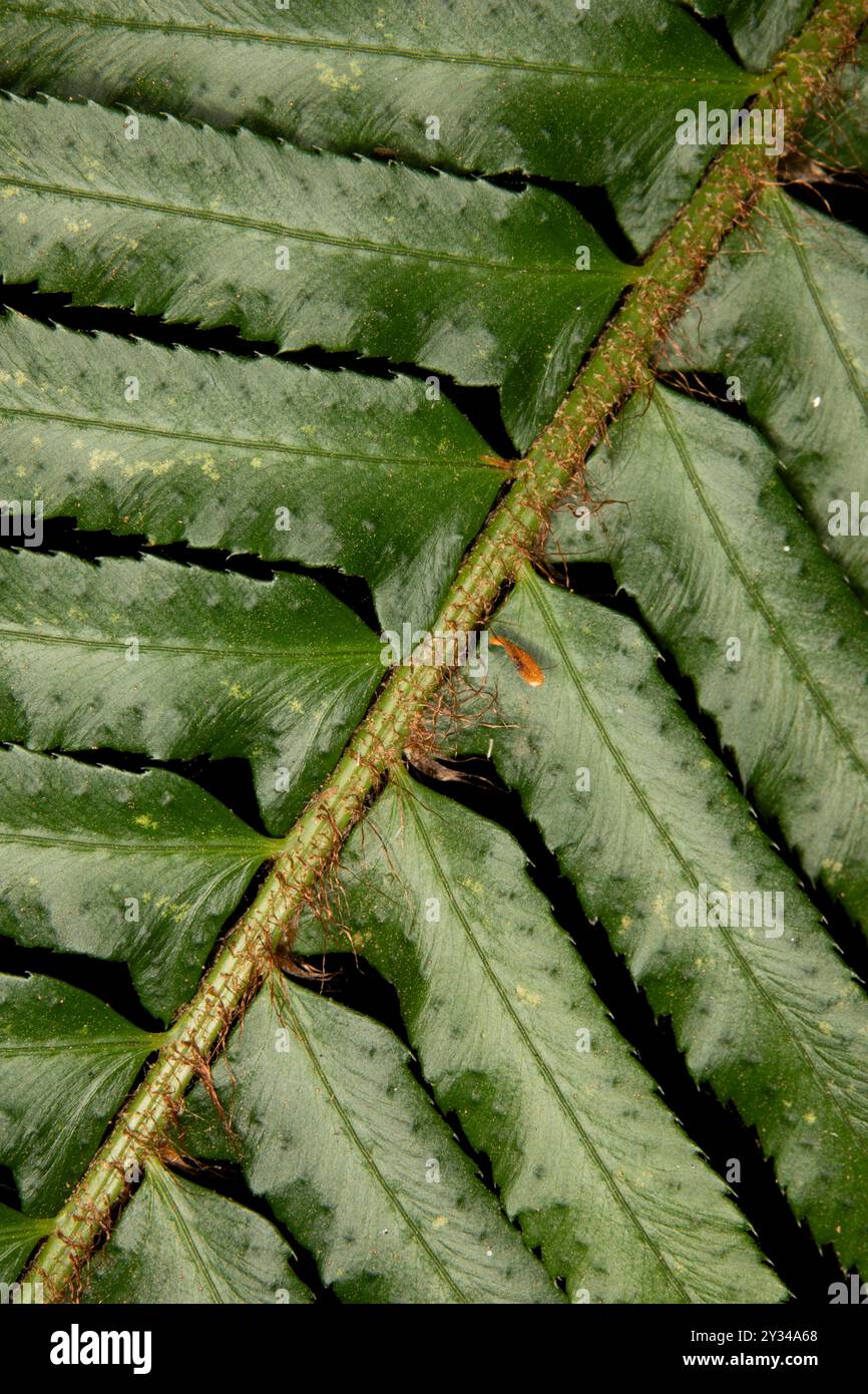 Close up of the wood sword fern and its adventitious roots. This fern ...