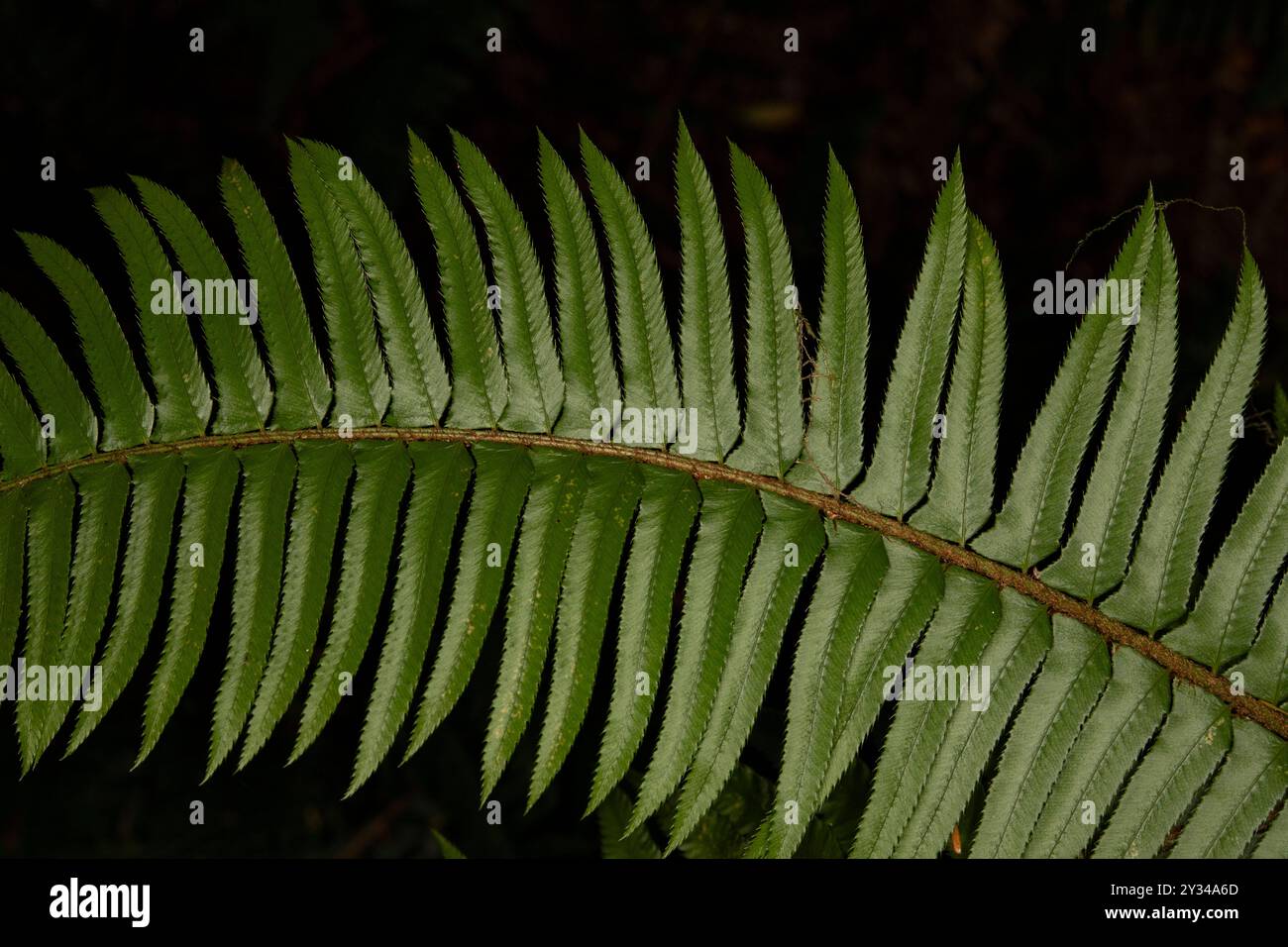 Close up of the wood sword fern and its adventitious roots. This fern ...