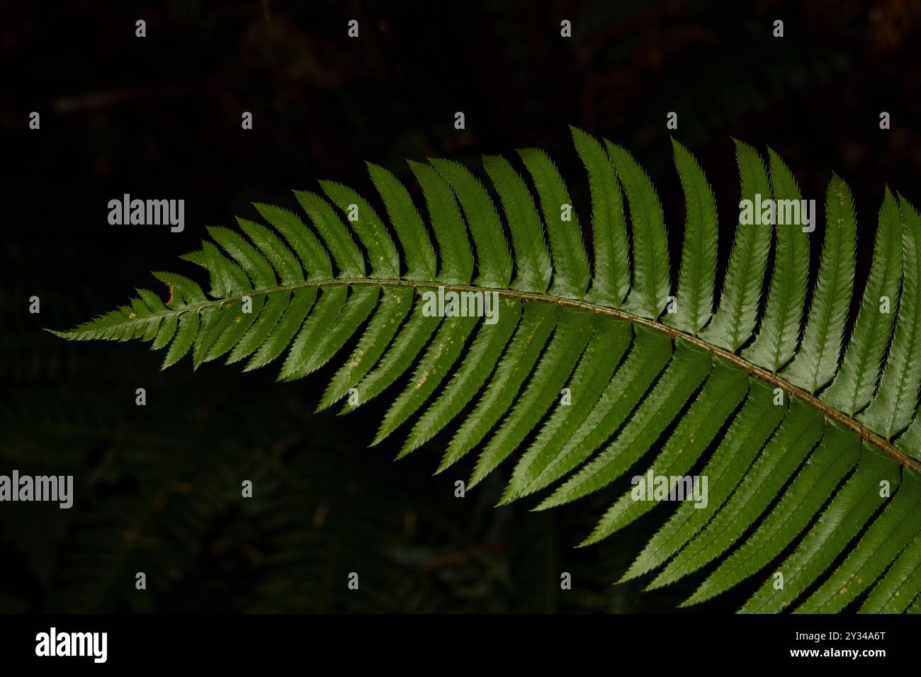Close up of the wood sword fern and its adventitious roots. This fern ...