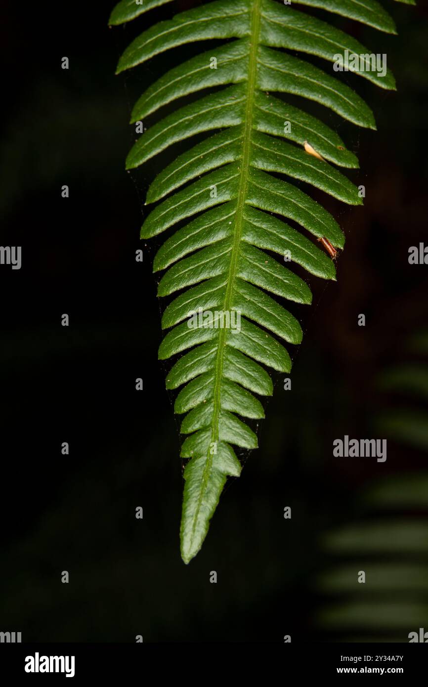 Bracken Fern, also known as pteridium aquilinum, or in common terms ...