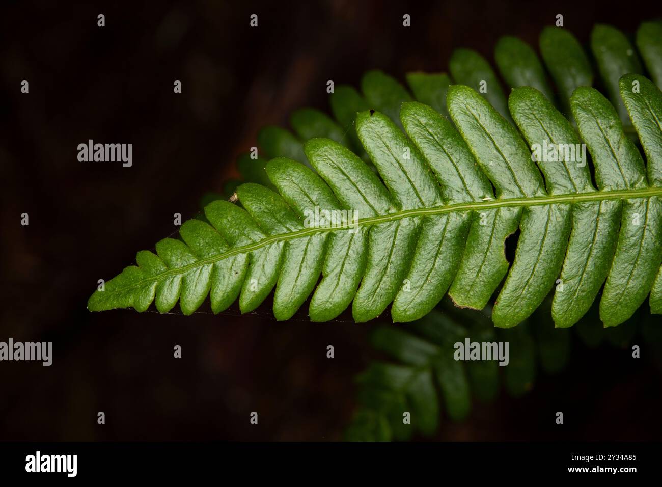 Bracken Fern, also known as pteridium aquilinum, or in common terms ...