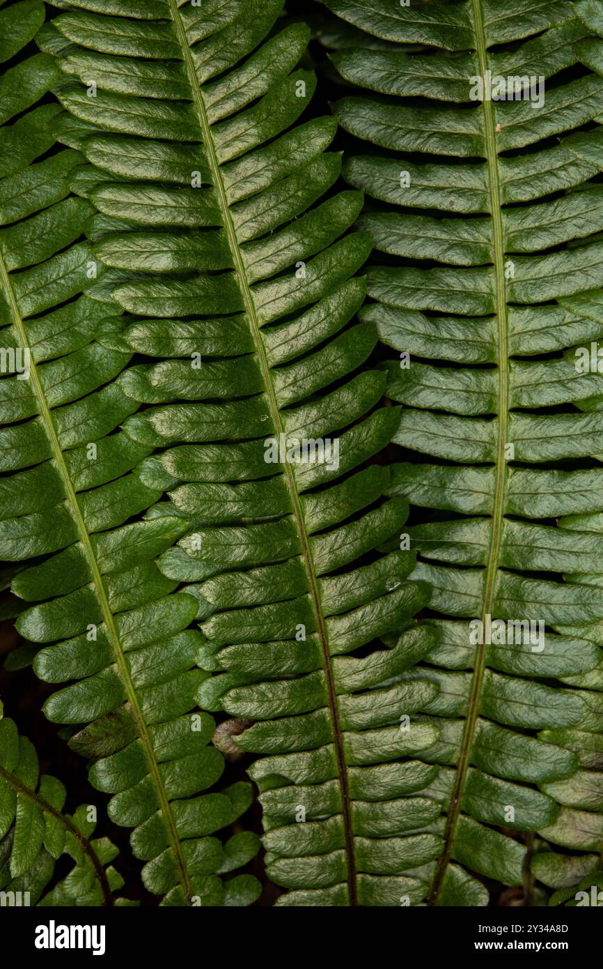 Bracken Fern, also known as pteridium aquilinum, or in common terms ...