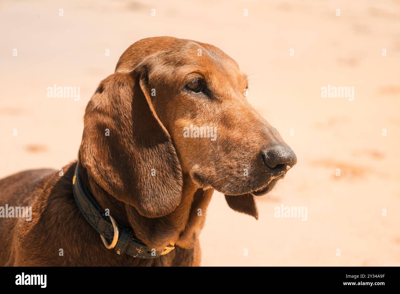 Close-up portrait of a standard shaded red dachshund dog with droopy ...