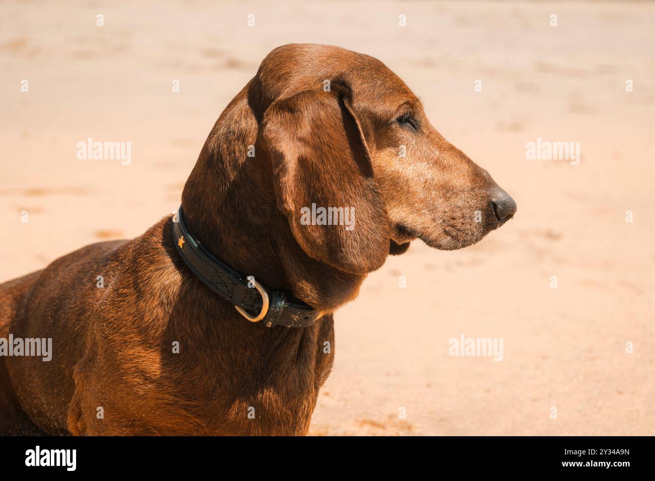 Close-up side view portrait of a standard dachshund dog with droopy ...