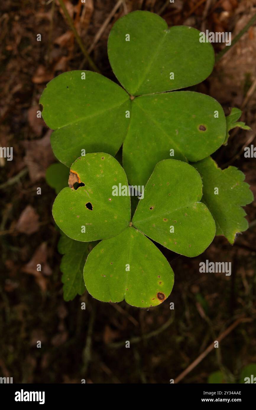close up of a Wood-sorrel, false shamrock, from Quinault Rainforest ...