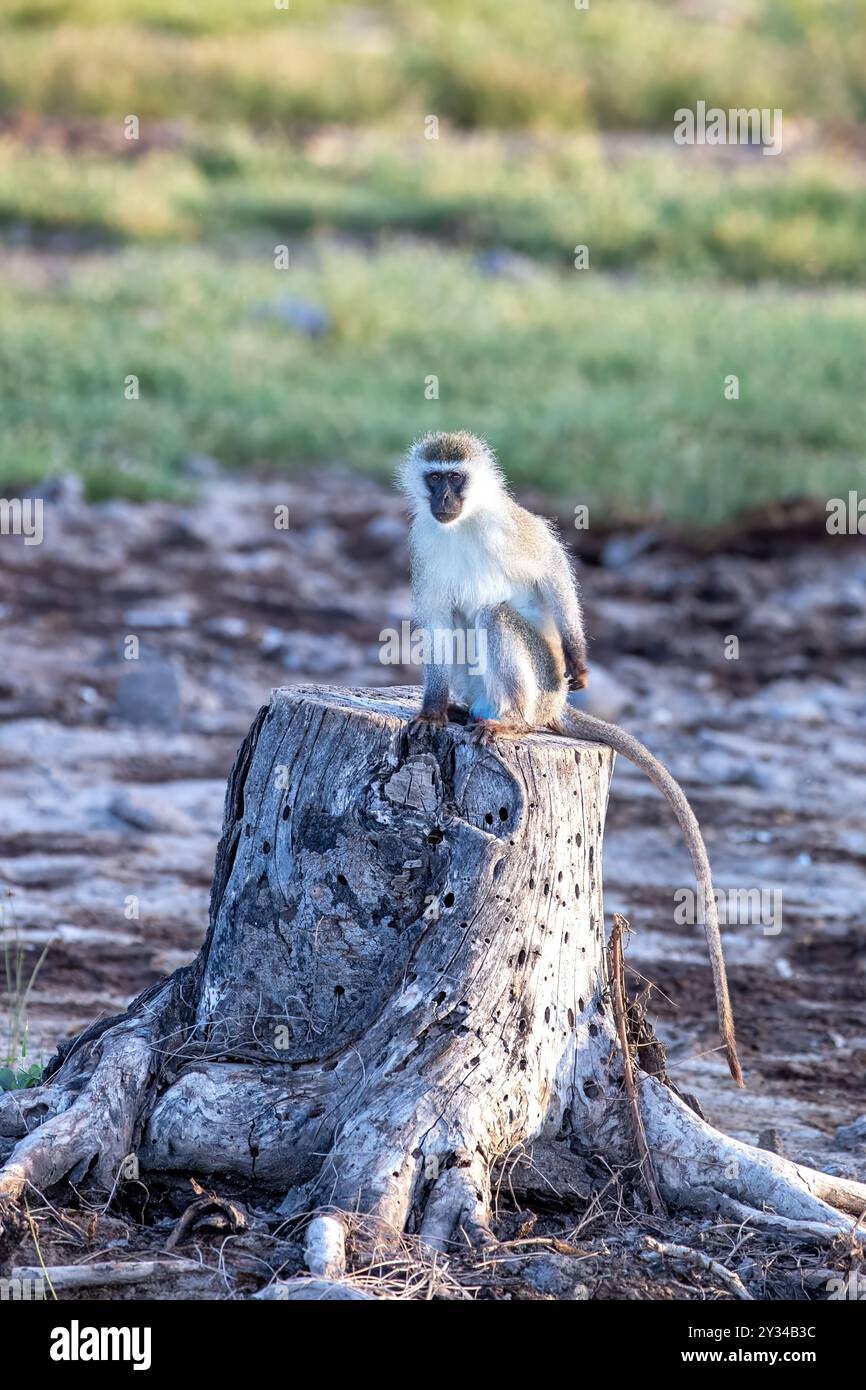 An adult male vervet monkey, Chlorocebus pygerythrus, sitting on a dead ...