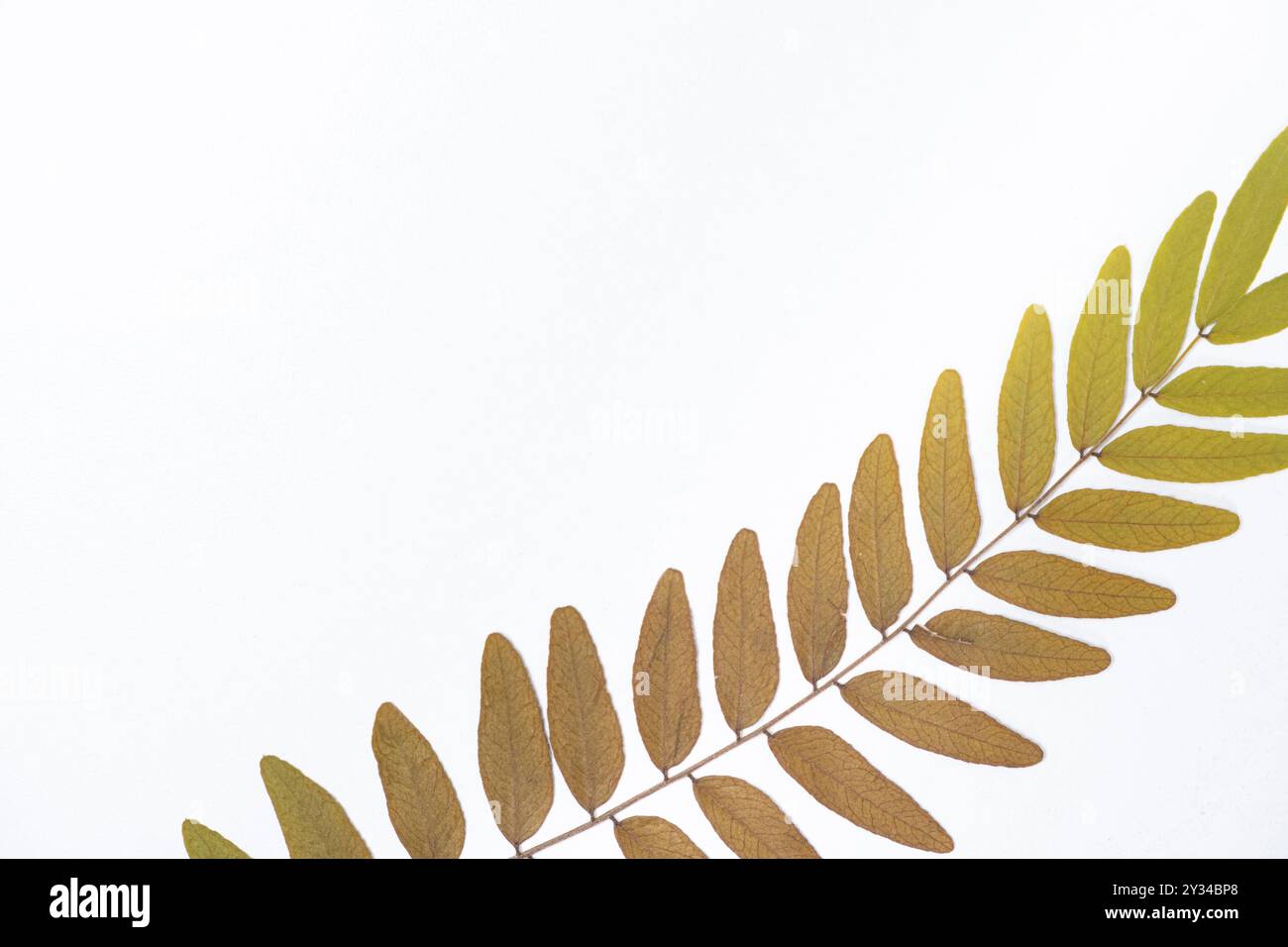 American honey locust gleditsia triacanthos hi-res stock photography ...