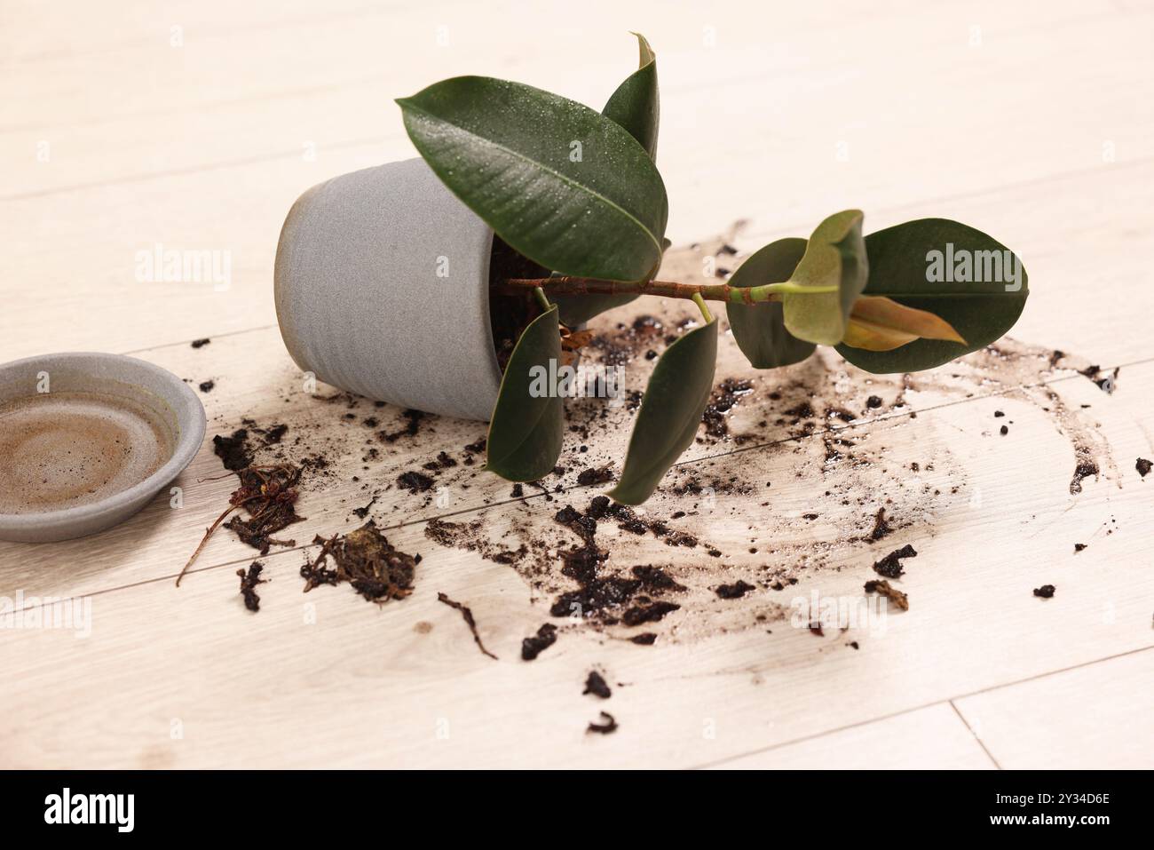 Overturned houseplant and dirt on wooden floor Stock Photo - Alamy