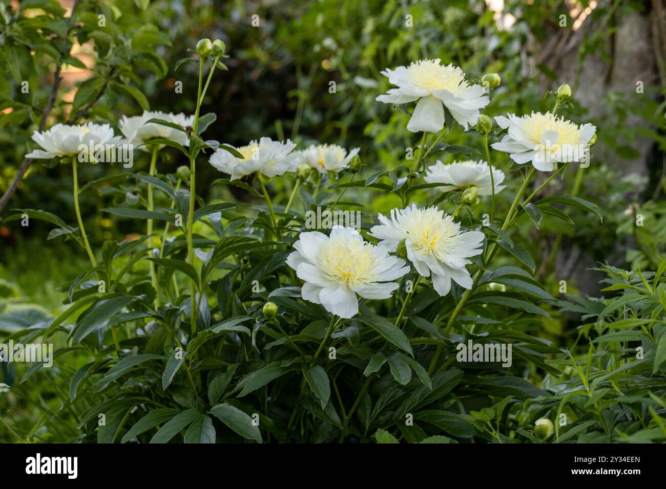 Peony variety 'Honey Gold'. Beautiful creamy white flowers with yellow ...