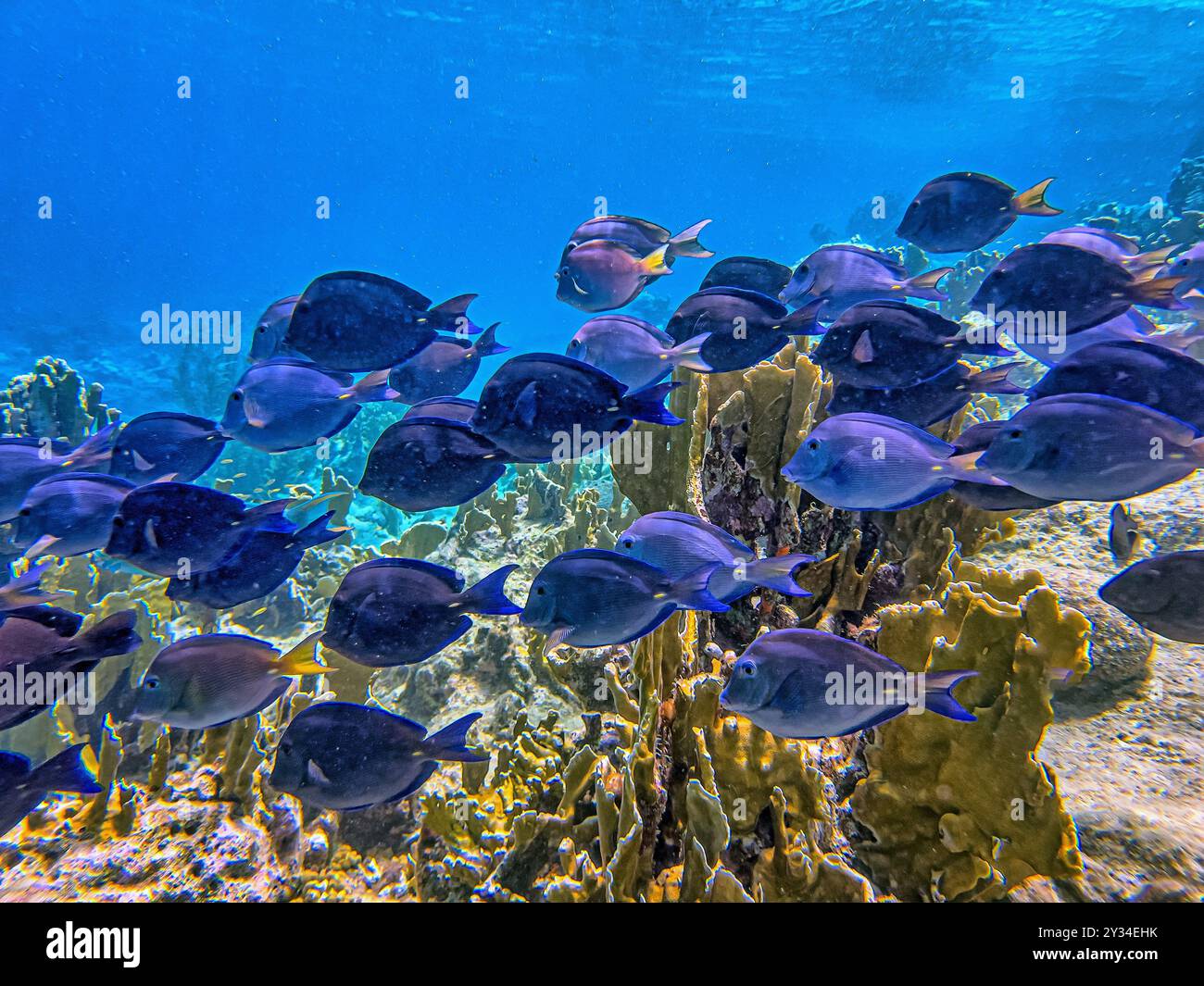 Acanthurus coeruleus is a species of marine ray-finned fish belonging ...