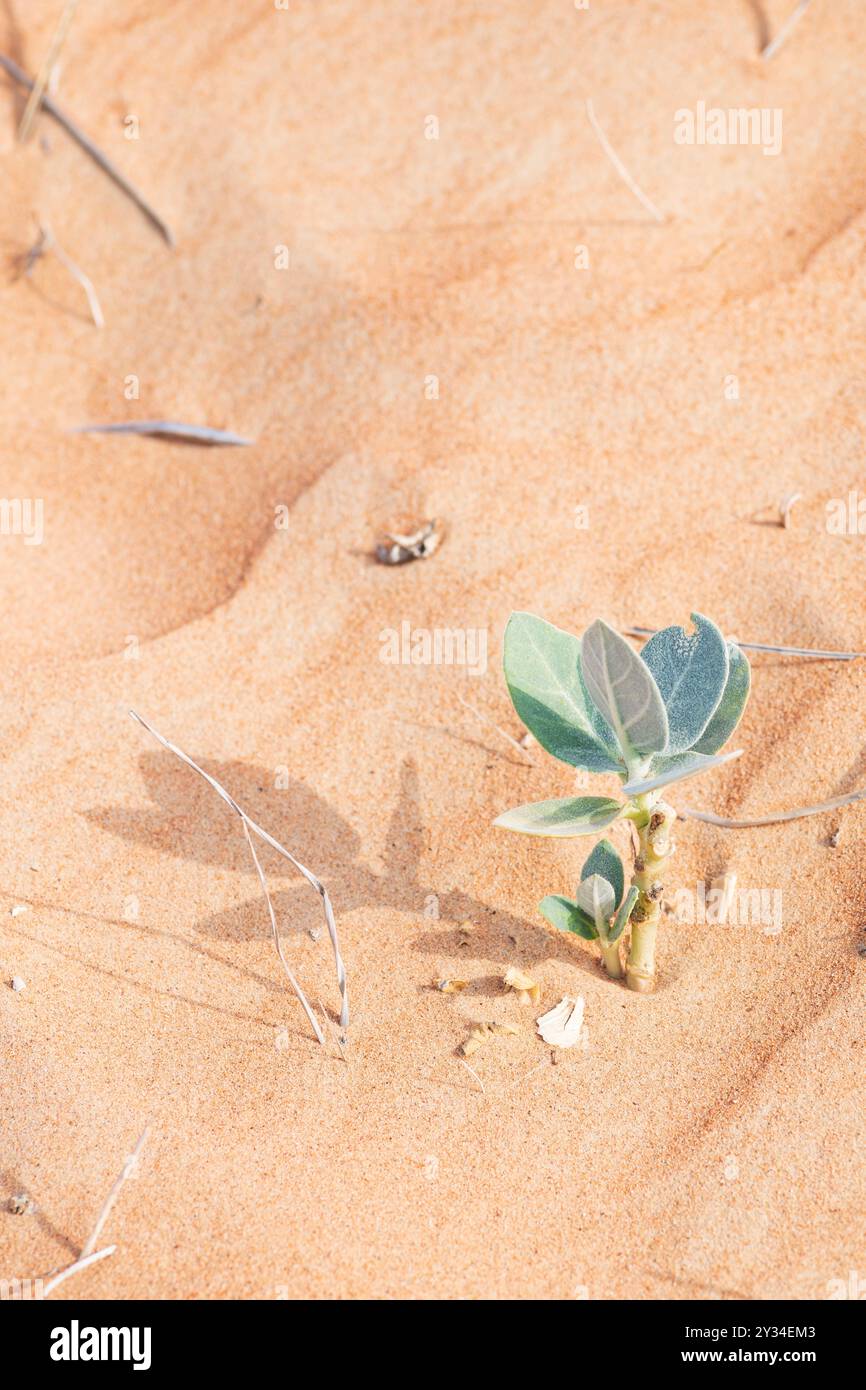 A lone green plant growing in the sand of the Middle Eastern desert ...