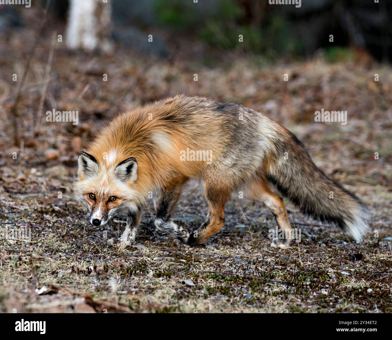 Red unique fox close-up profile side view in the spring season in its ...