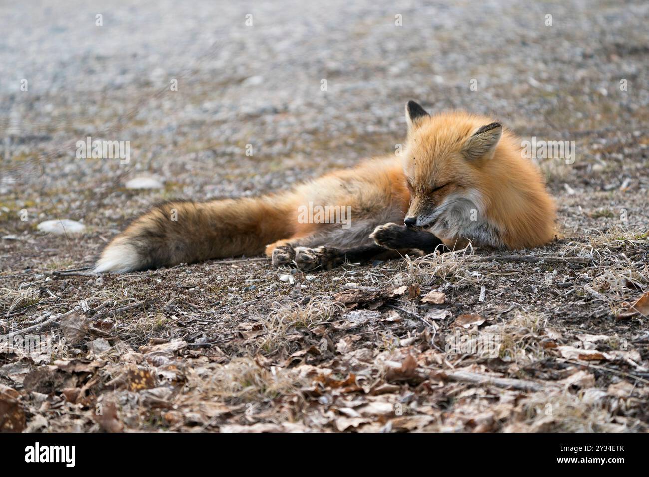 Red fox close-up profile view cleaning its paw in the spring season in ...