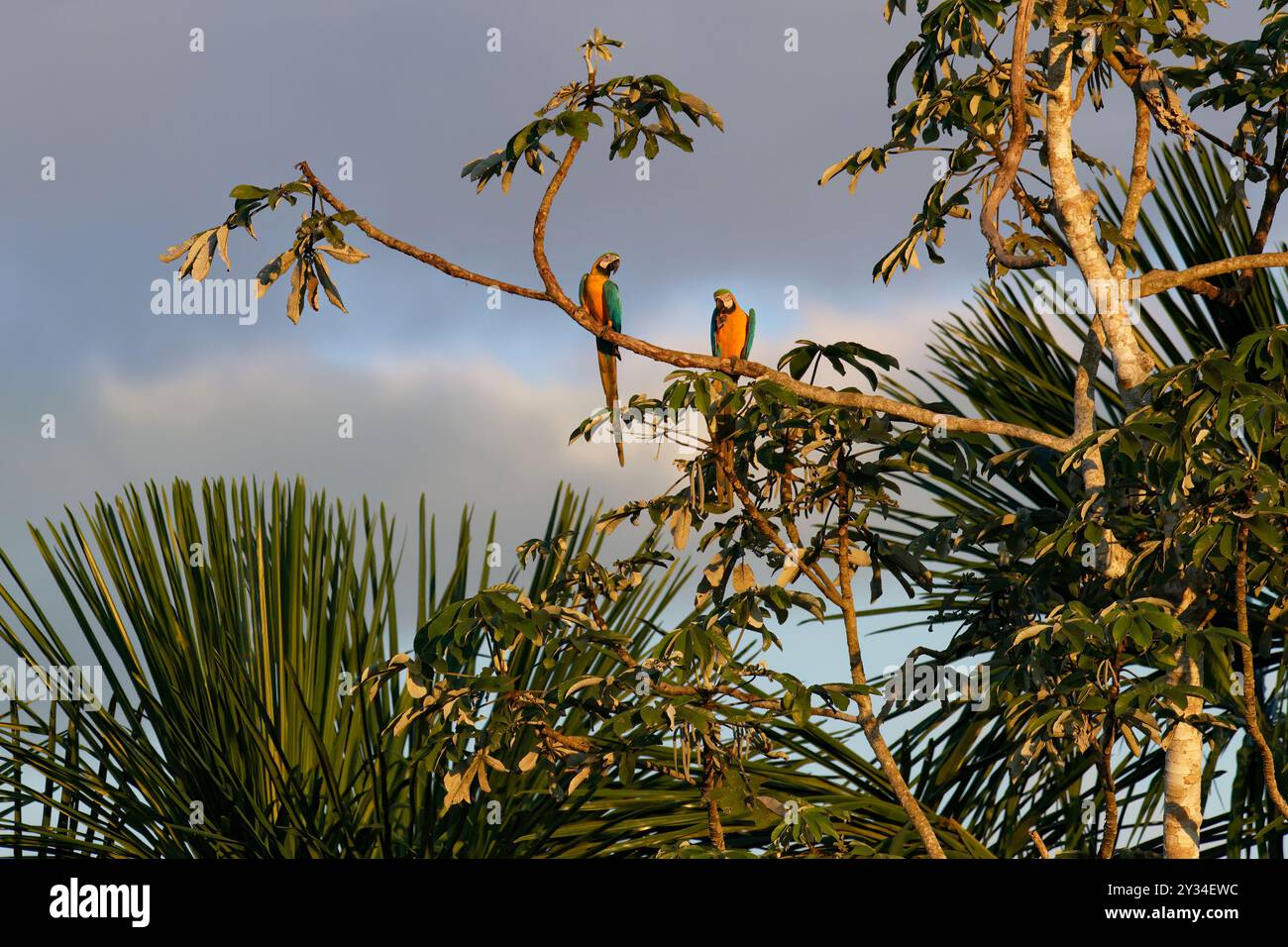 Blue-and-yellow Macaws (Ara Ararauna) perched on a branch in the ...