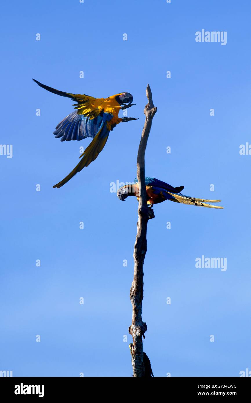 Blue-and-yellow Macaws (Ara Ararauna) perched on a branch in the tropical forest, Alta Floresta ...