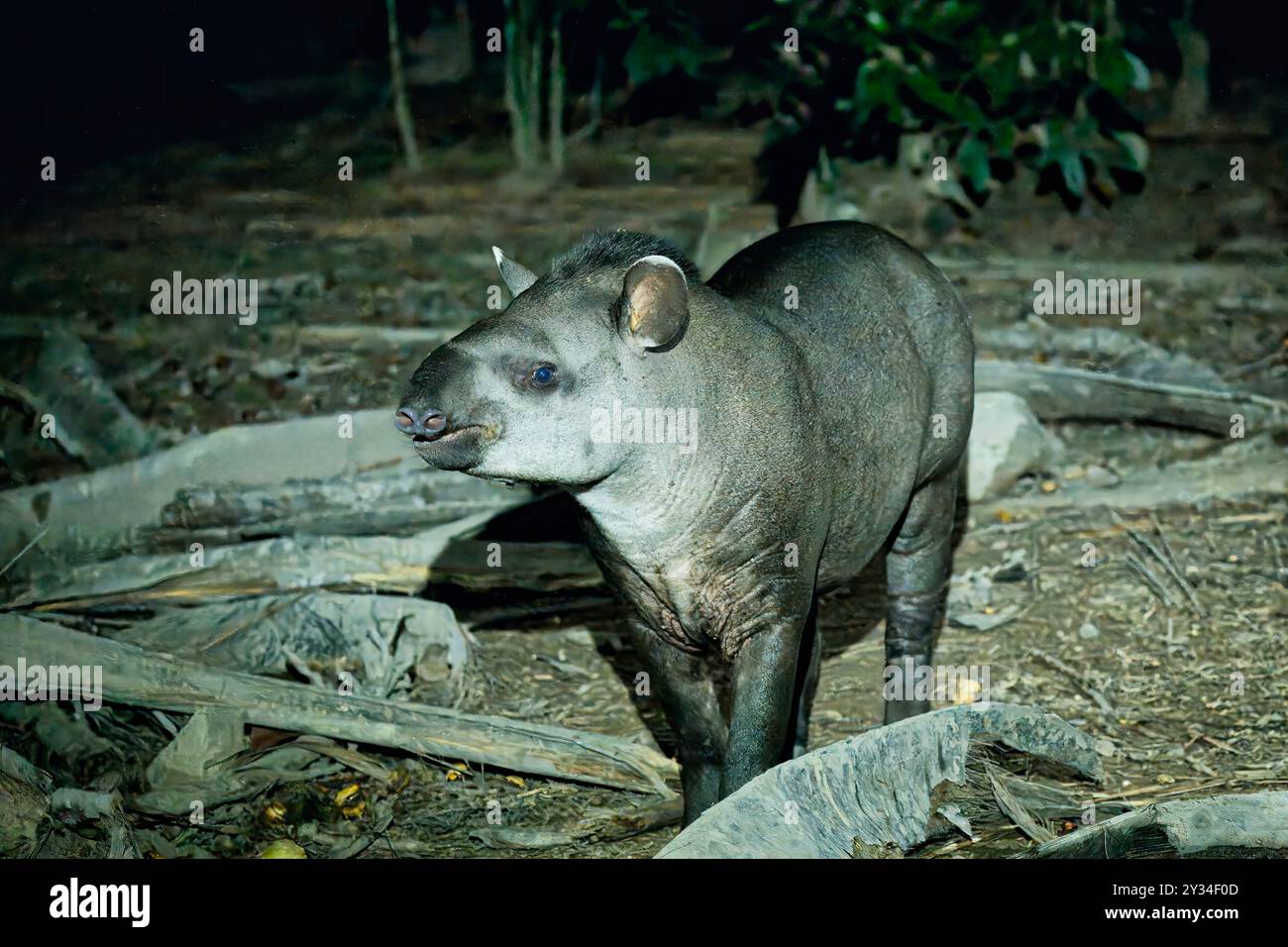 Brazilian tapir (Tapirus terrestris) in the tropical forest at night ...