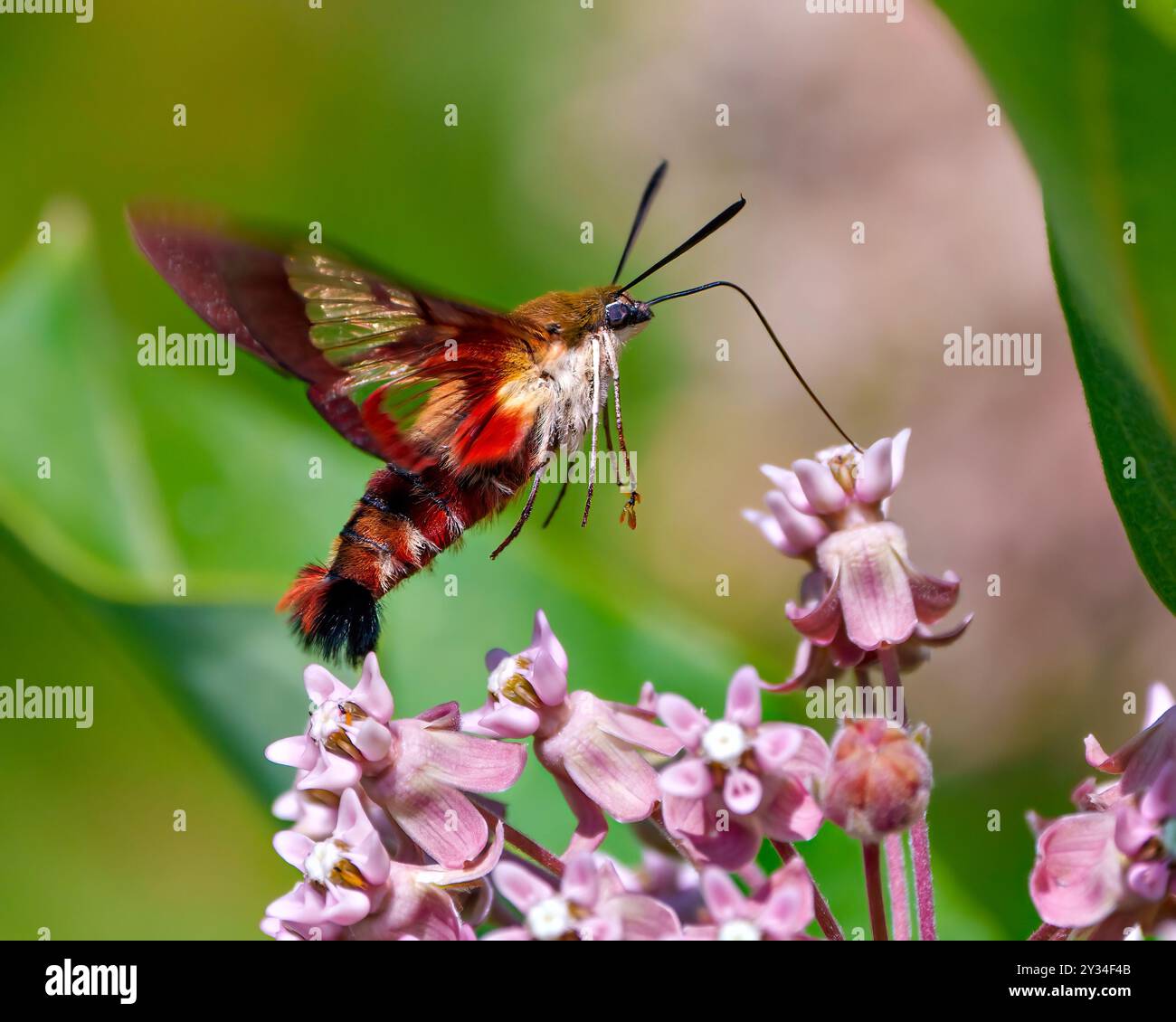 Hummingbird Clearwing Moth close-up side view fluttering over a ...