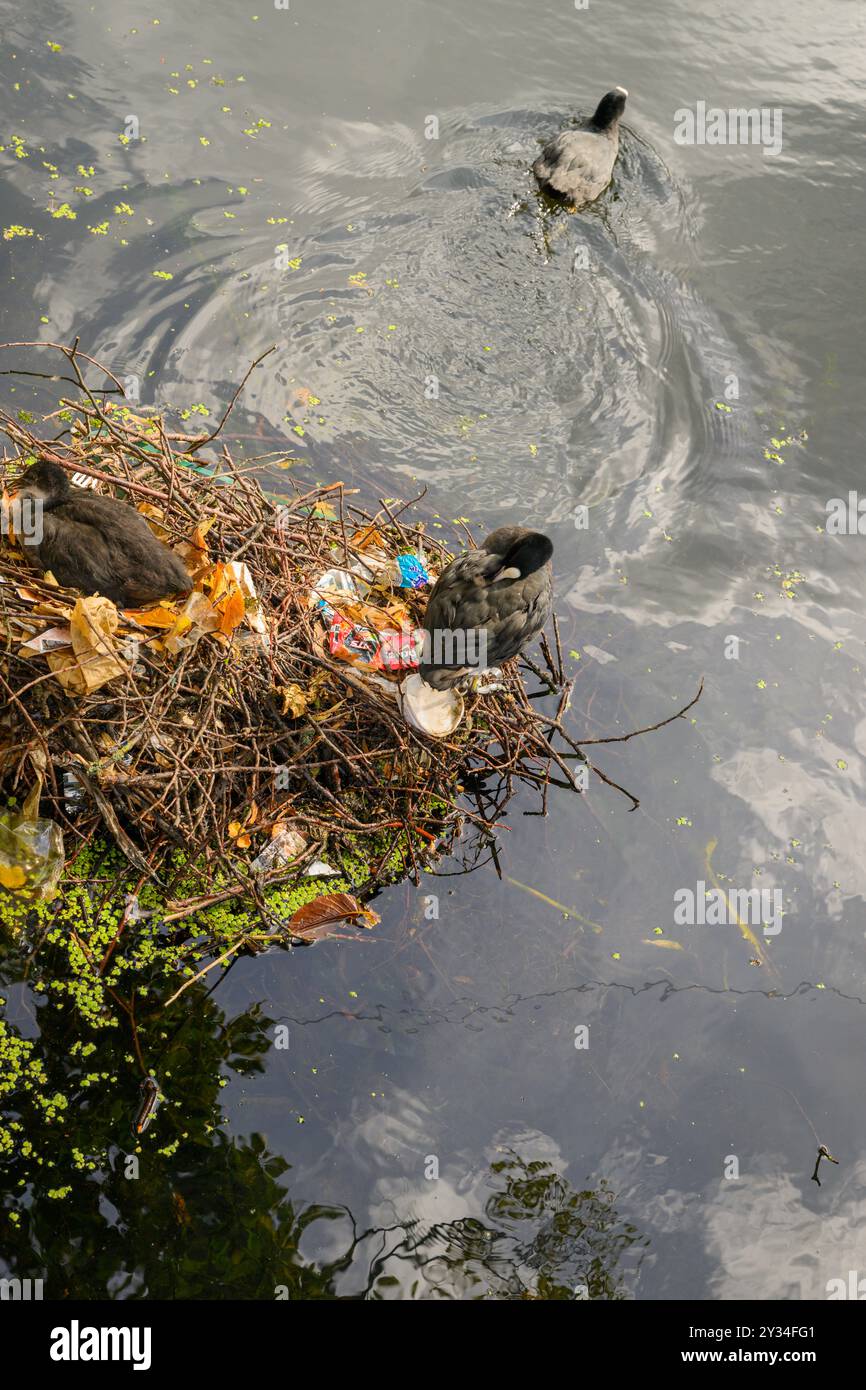 Birds making nest from rubbish hi-res stock photography and images - Alamy