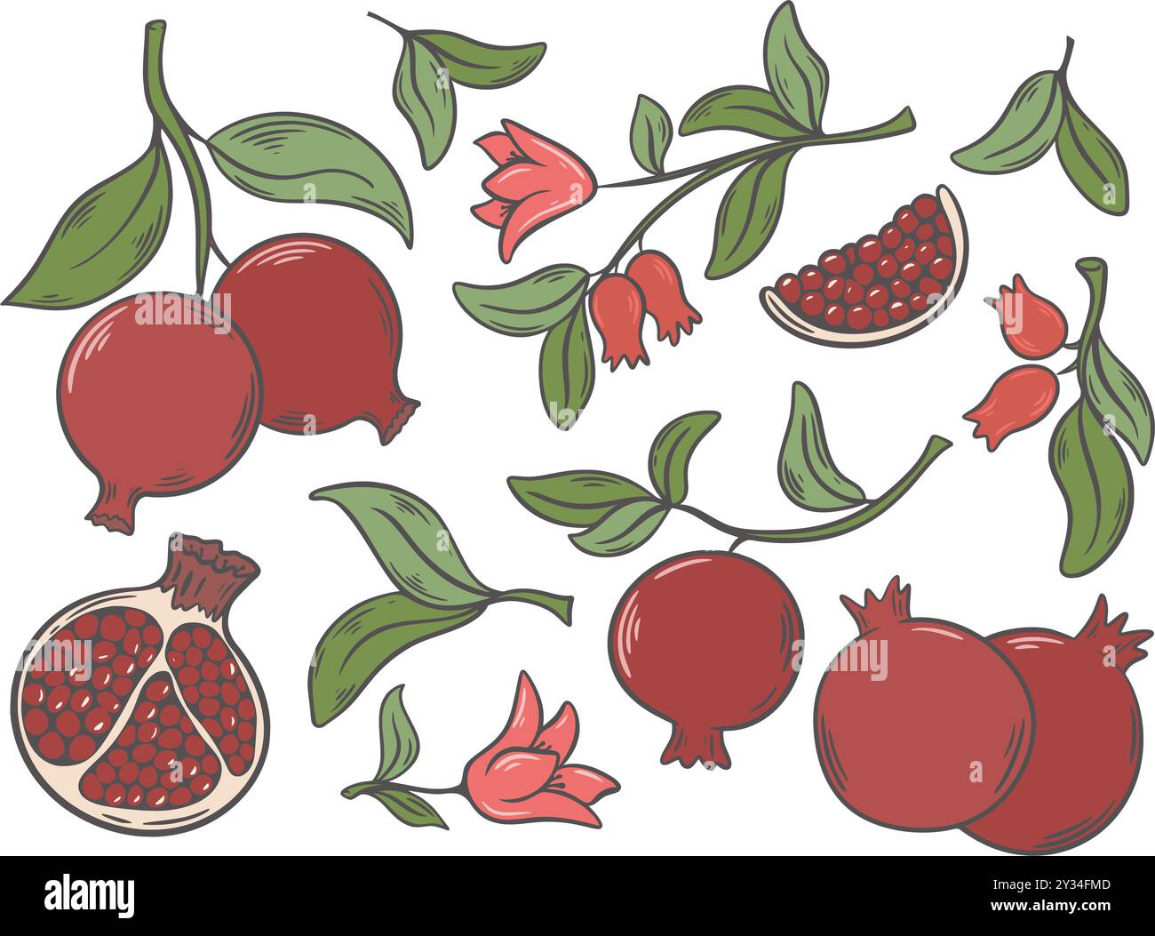 Pomegranate flower red flower nature Stock Vector Images - Alamy