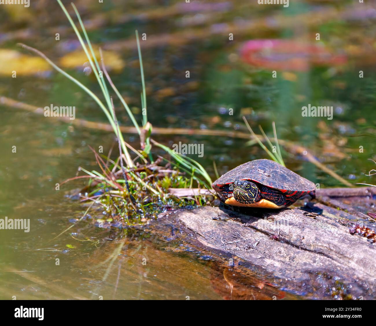 Painted turtle front view resting on a log in the swamp with vegetation ...