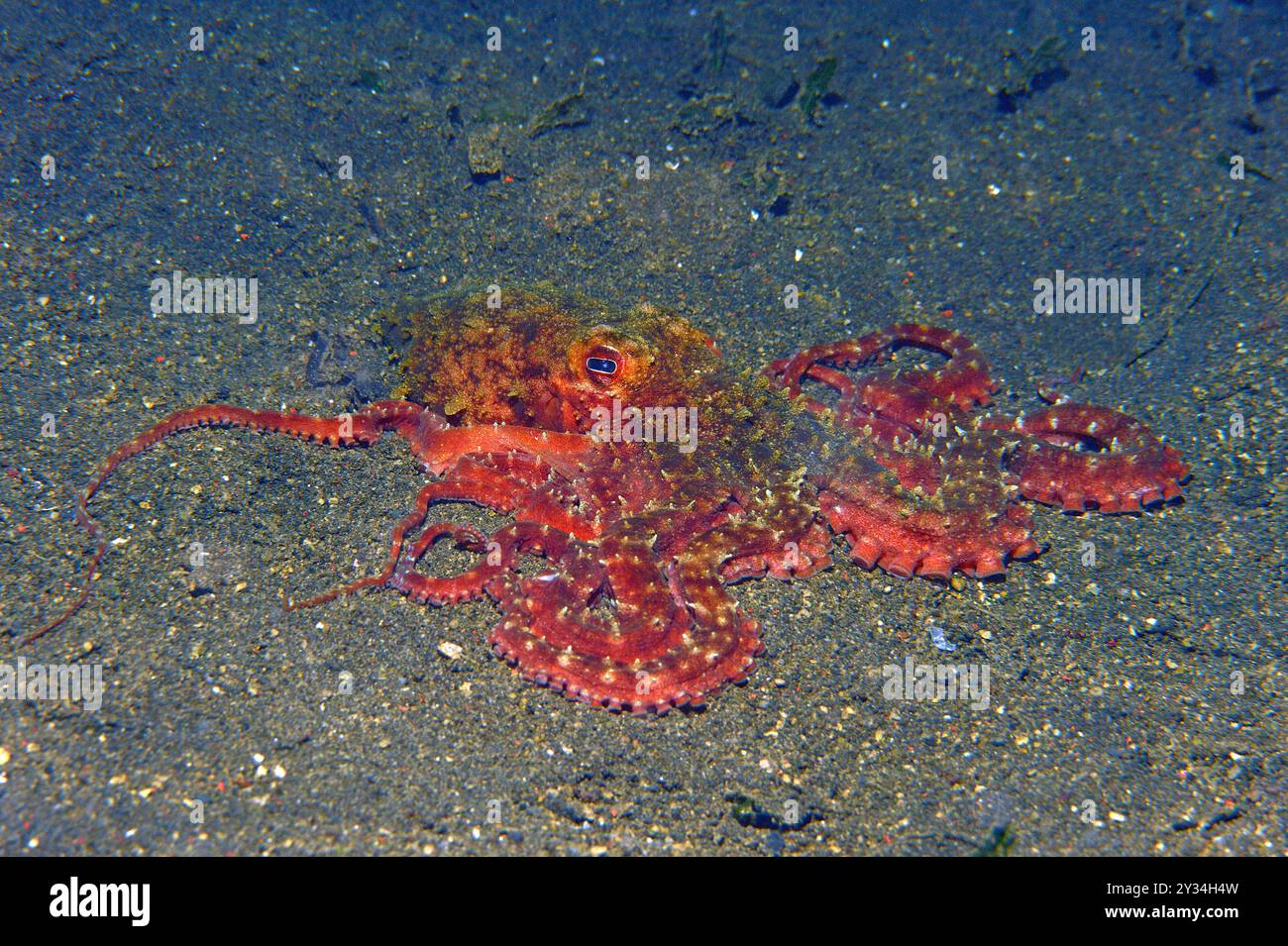 Benthische fauna hi-res stock photography and images - Alamy